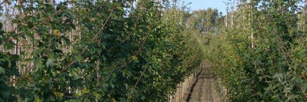 bomen-1-keer-verplant - J. van Aken en ZN BV